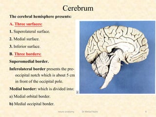 Cerebrum 1 superolateral surface final | PPTX