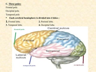 Cerebrum 1 superolateral surface final | PPTX