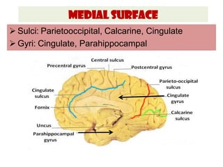 CEREBRUM (2).pdf the Superior lateral of the brain | PPT