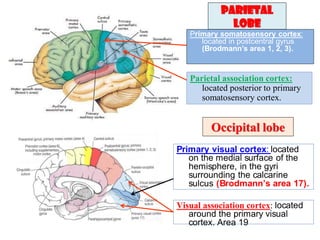 CEREBRUM (2).pdf the Superior lateral of the brain | PPT