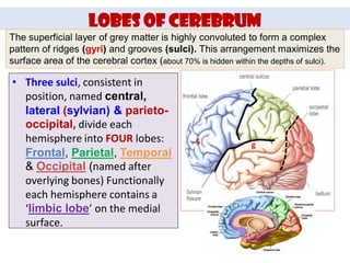 CEREBRUM (2).pdf the Superior lateral of the brain | PPT