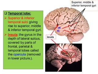 CEREBRUM (2).pdf the Superior lateral of the brain | PPT