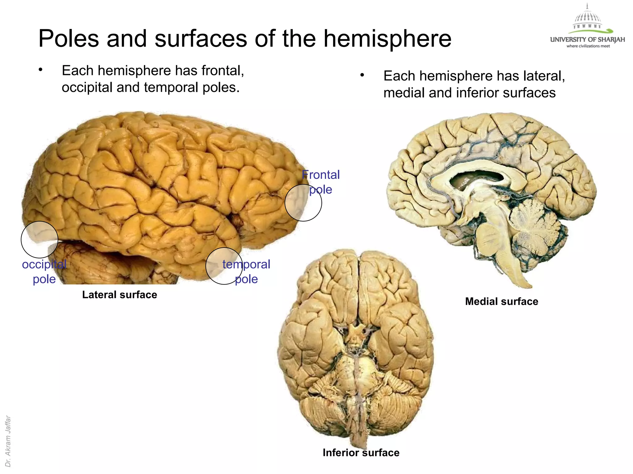 1 | PPT | Brain and Nervous System Disorders | Diseases and Conditions
