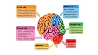 CEREBRUM, CEREBRAL DOMINANCE & LANGUAGE CONCLUSION.pptx