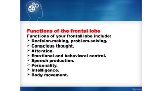 CEREBRUM, CEREBRAL DOMINANCE & LANGUAGE CONCLUSION.pptx