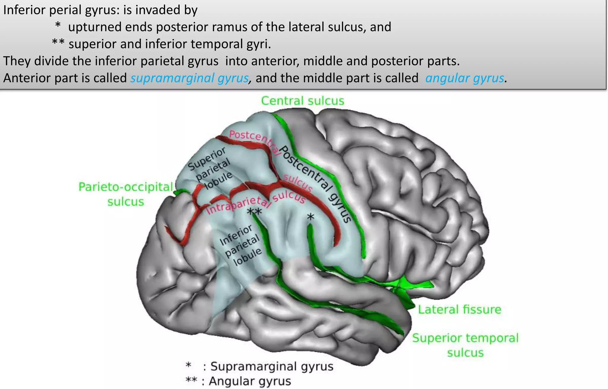 Cerebrum external features | PPTX