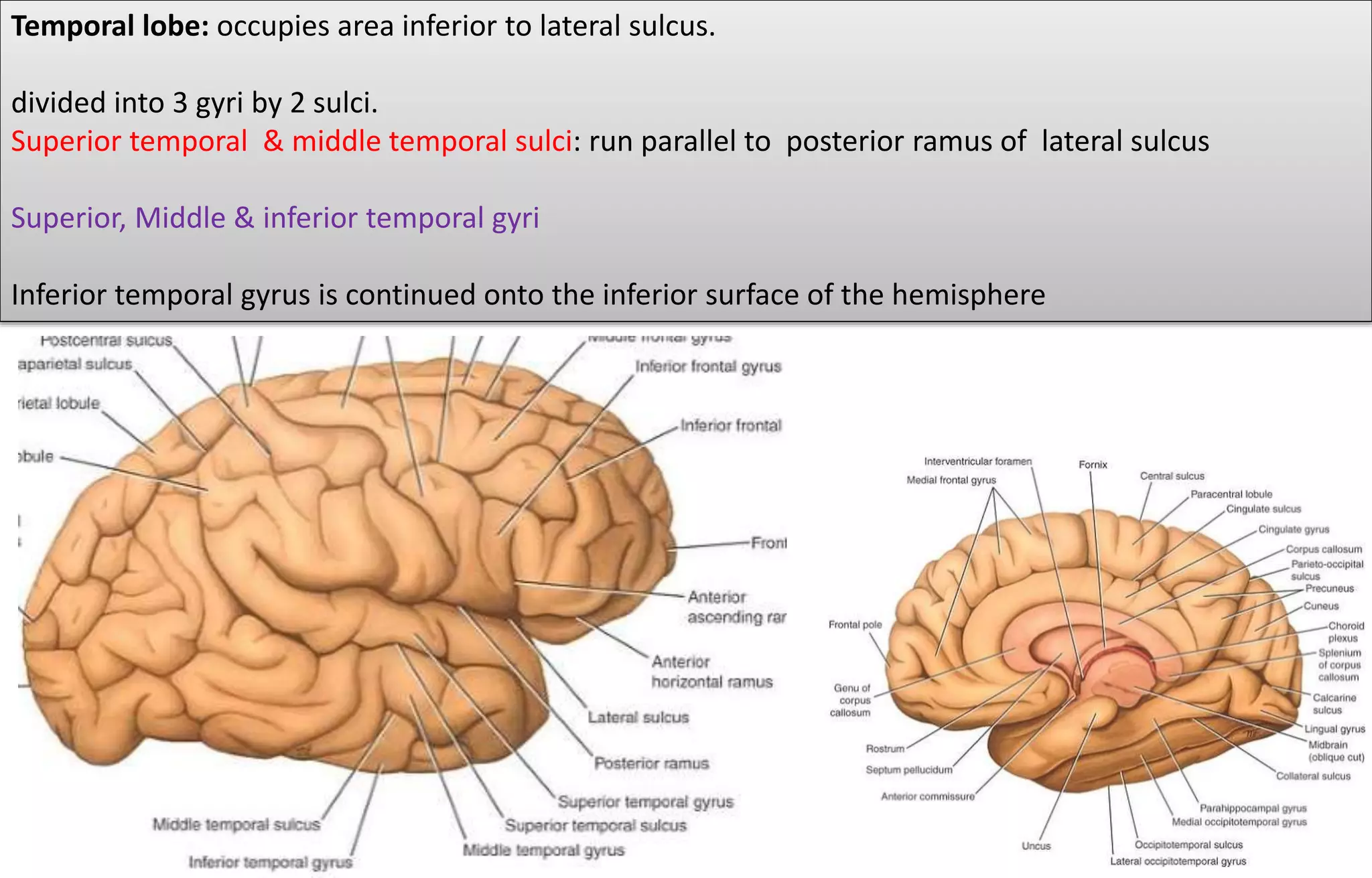 Cerebrum external features | PPTX