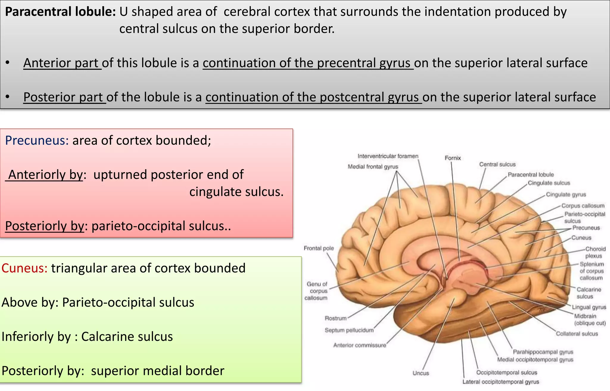 Cerebrum external features | PPTX