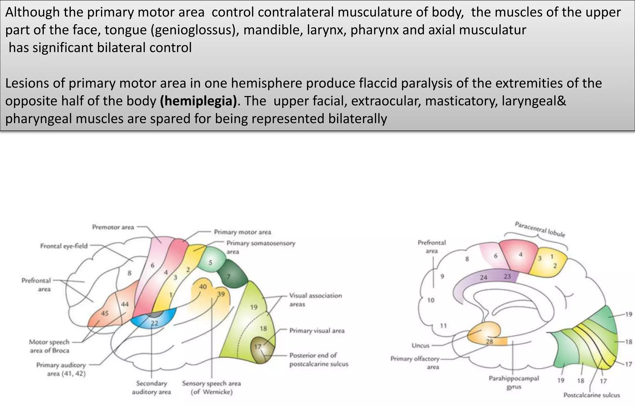 Cerebrum external features | PPTX
