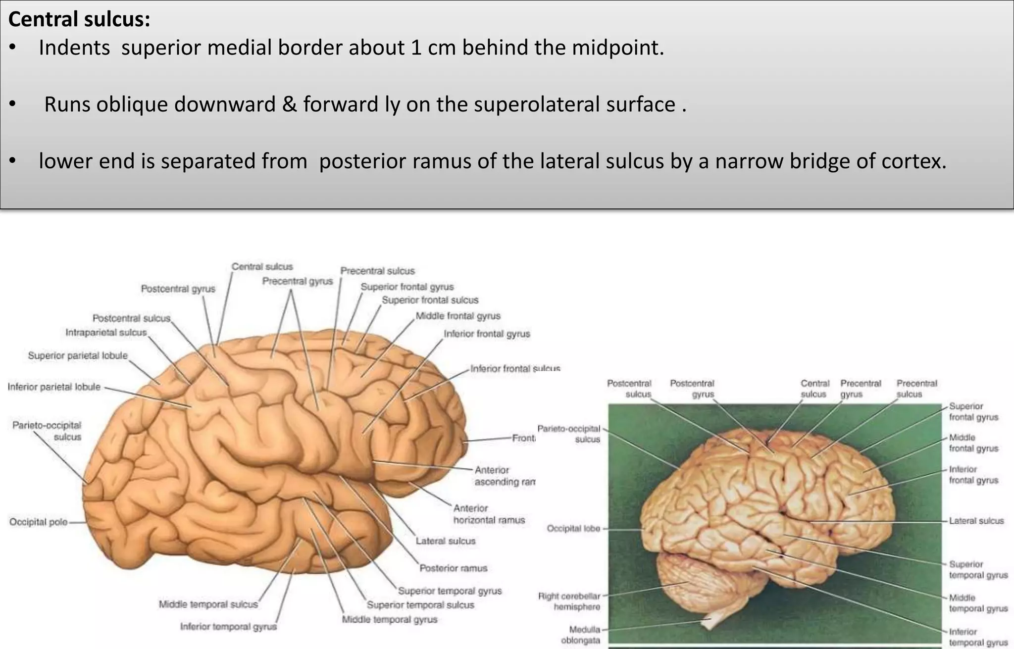Cerebrum external features | PPTX
