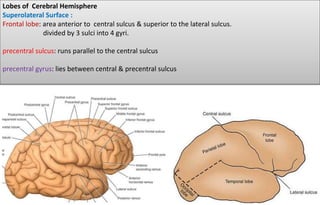 Cerebrum external features | PPTX