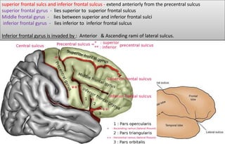 Cerebrum external features | PPTX