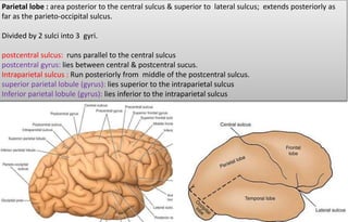 Cerebrum external features | PPTX