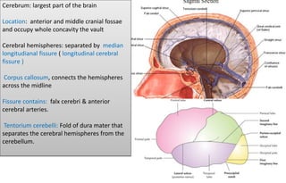 Cerebrum external features | PPTX