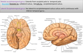 Cerebrum external features | PPTX