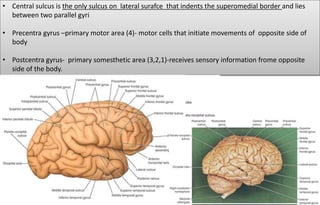 Cerebrum external features | PPTX