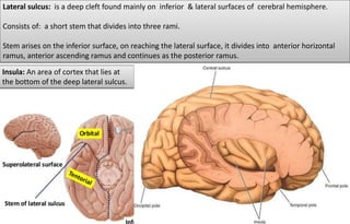Cerebrum external features | PPTX