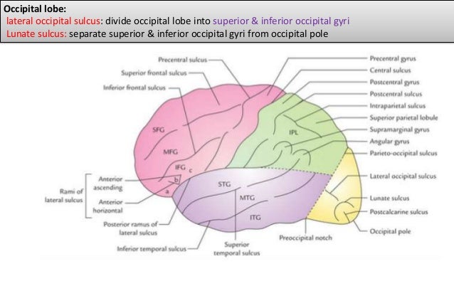 Cerebrum external features