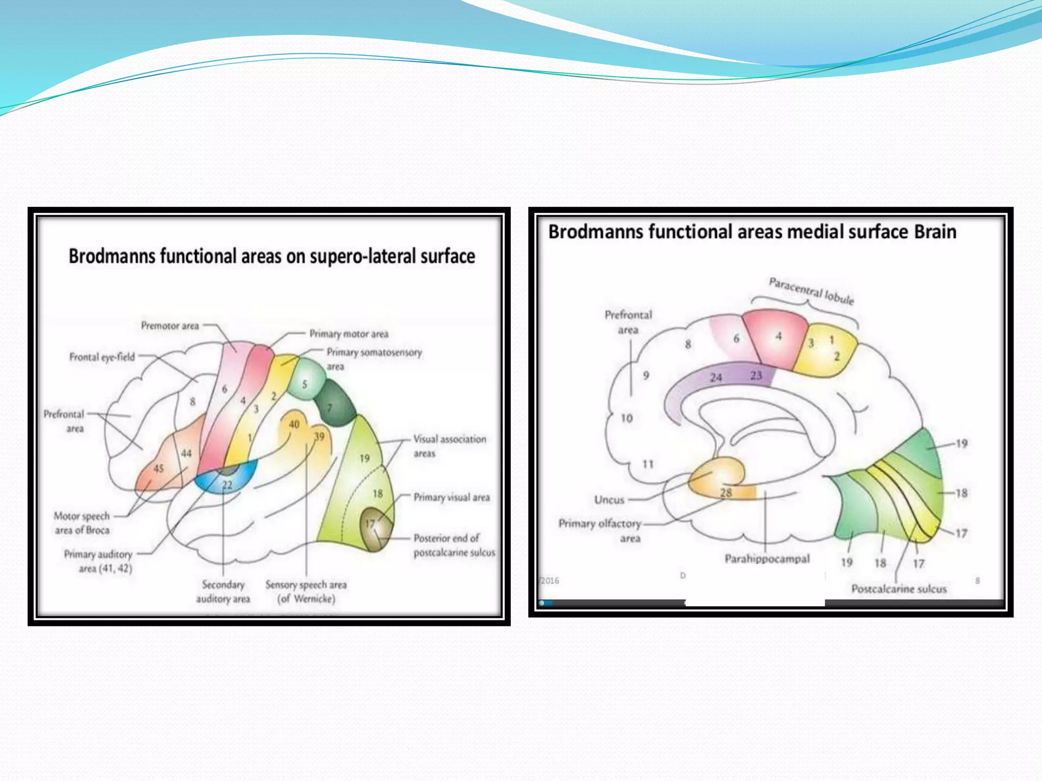CEREBRUM - FUNCTIONAL AREAS | PPTX