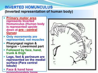 CEREBRUM - FUNCTIONAL AREAS | PPTX