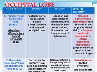 CEREBRUM - FUNCTIONAL AREAS | PPTX