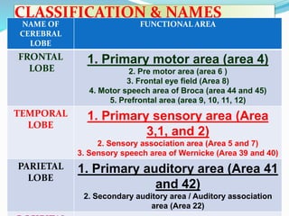 CEREBRUM - FUNCTIONAL AREAS | PPTX