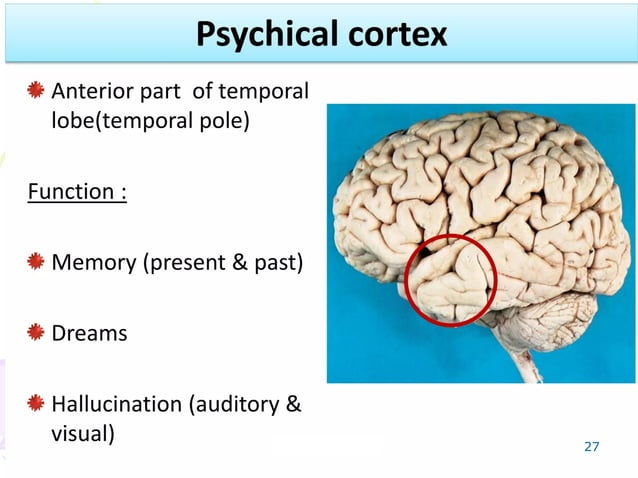 CEREBRUM functional areas neuroanatomy.ppt
