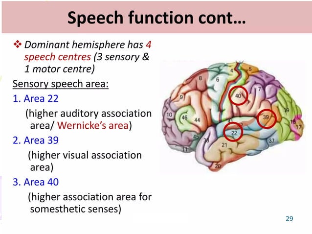 CEREBRUM functional areas neuroanatomy.ppt