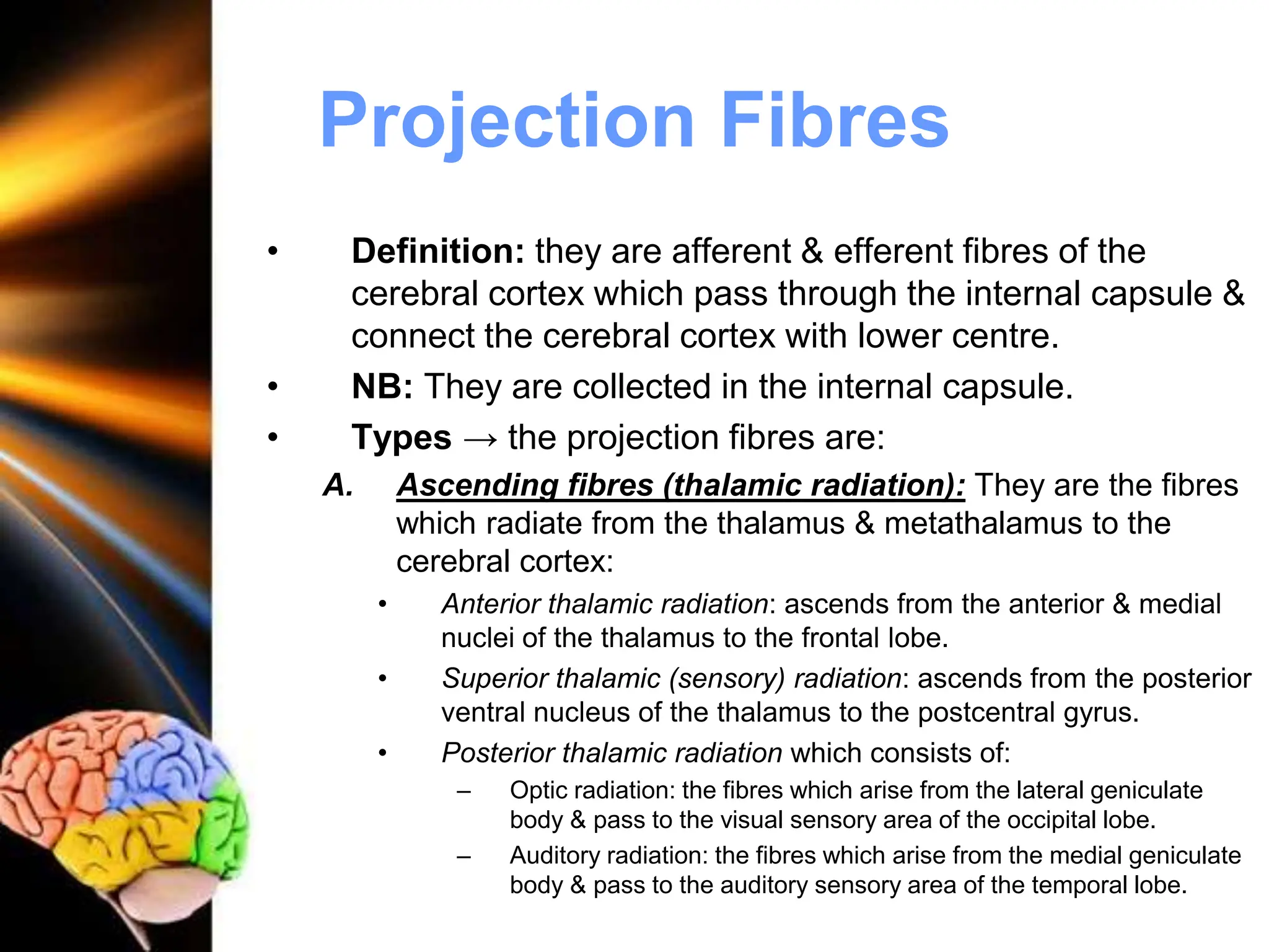 Cerebrum_Internzzzzzzzzzzzzal Structure.ppt