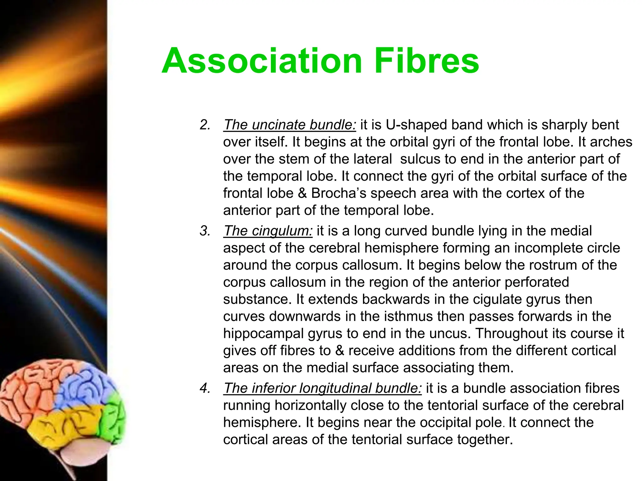 Cerebrum_Internzzzzzzzzzzzzal Structure.ppt