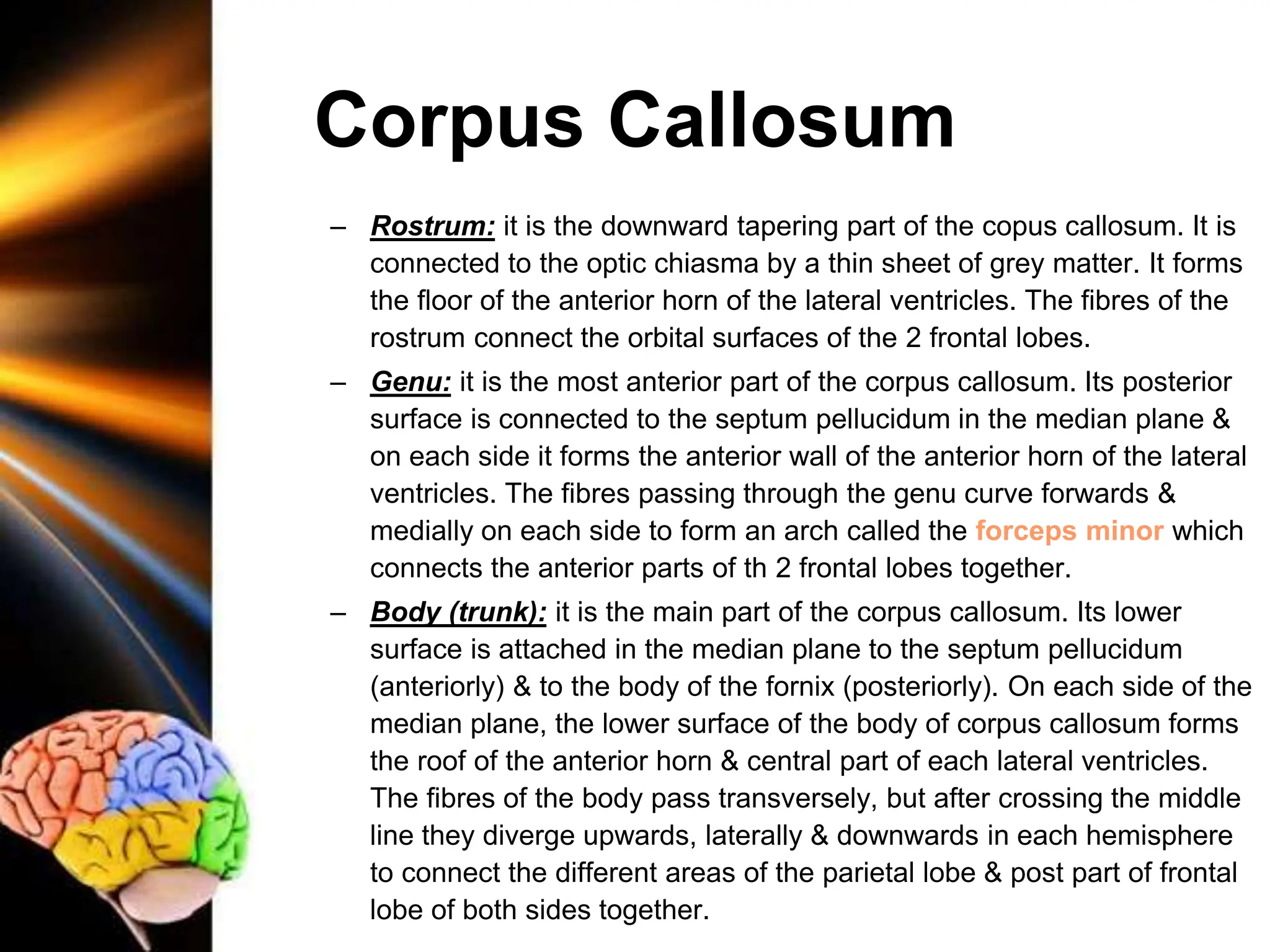 Cerebrum_Internzzzzzzzzzzzzal Structure.ppt