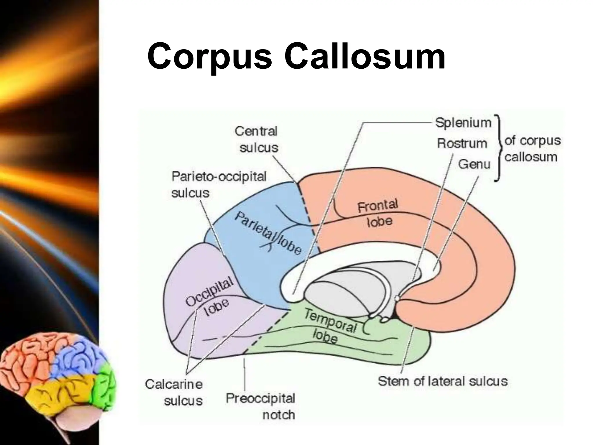 Cerebrum_Internzzzzzzzzzzzzal Structure.ppt