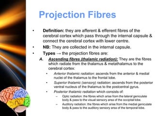 Cerebrum_Internzzzzzzzzzzzzal Structure.ppt