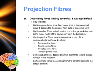 Cerebrum_Internzzzzzzzzzzzzal Structure.ppt