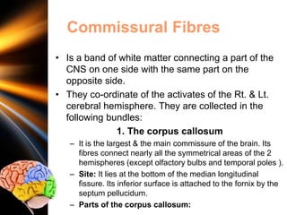 Cerebrum_Internzzzzzzzzzzzzal Structure.ppt