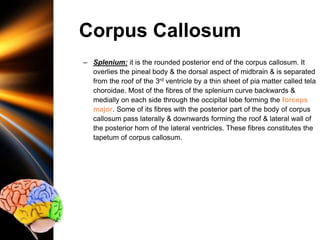 Cerebrum_Internzzzzzzzzzzzzal Structure.ppt