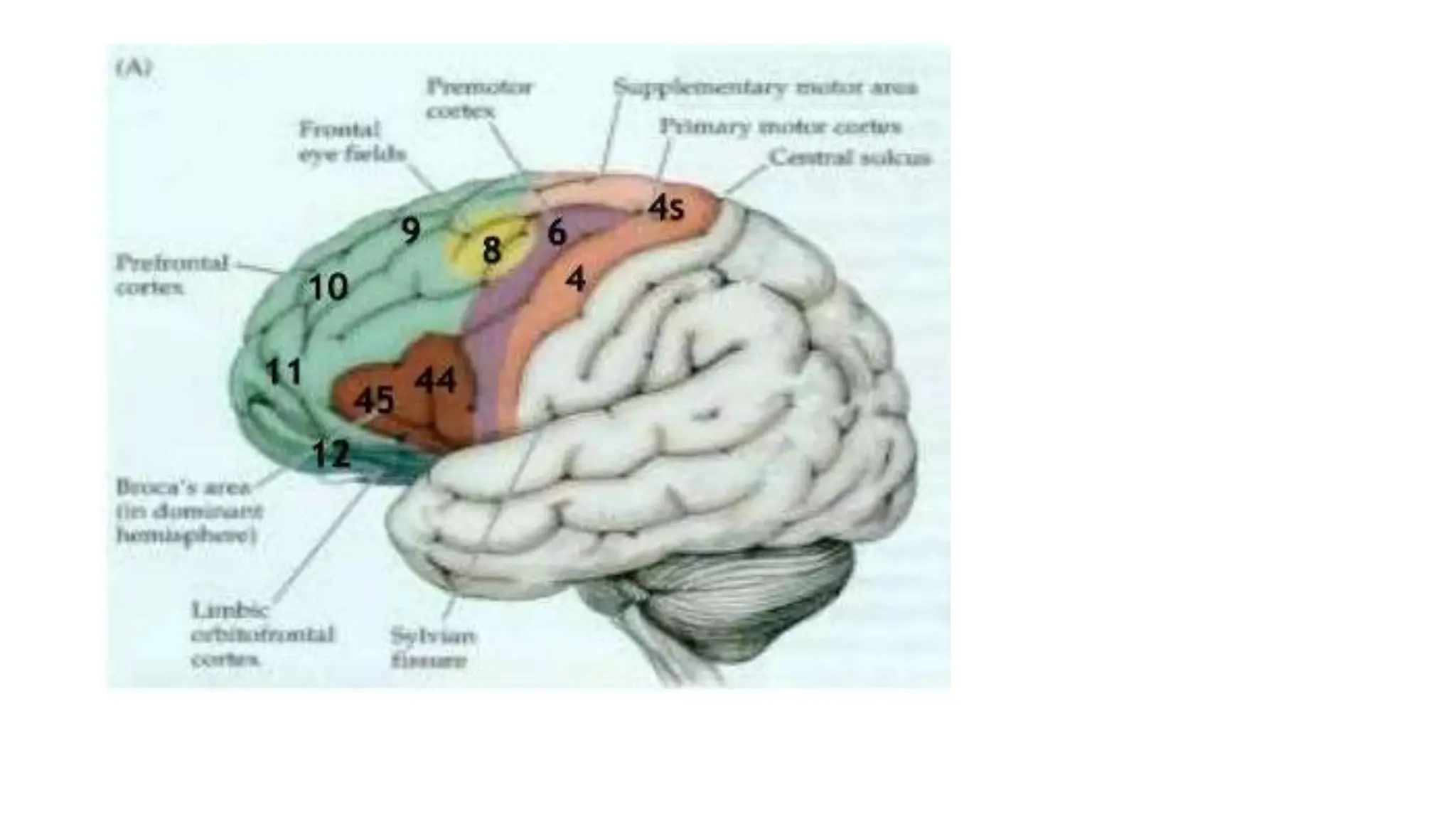 Cerebrum (motor and sensory cortex) + basal ganglia.pptx