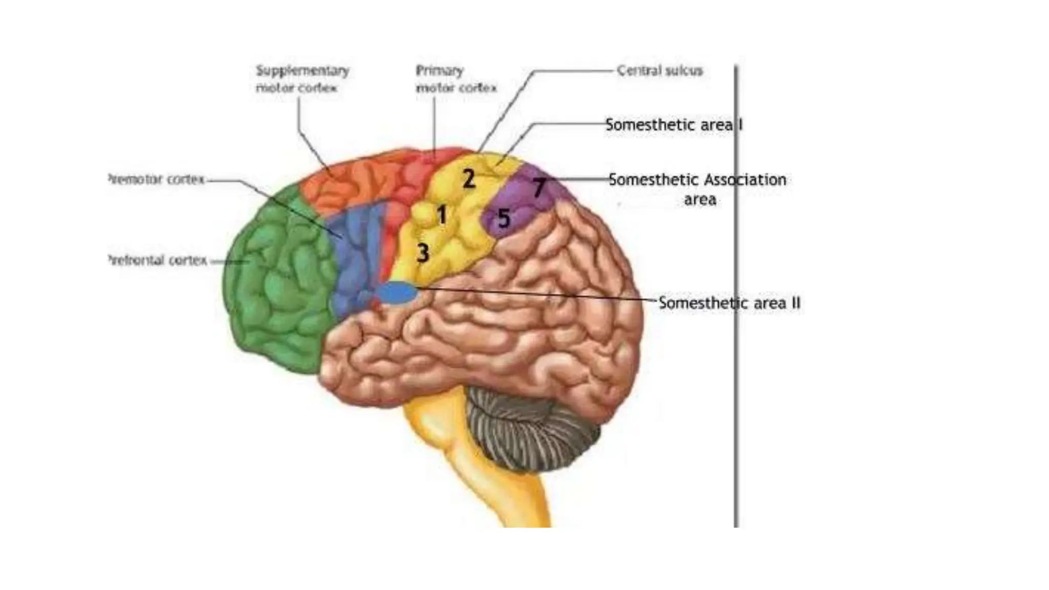 Cerebrum (motor and sensory cortex) + basal ganglia.pptx