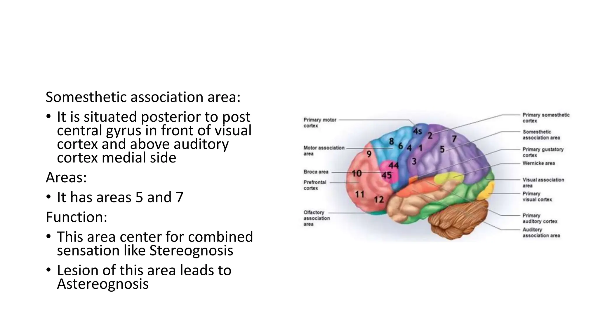 Cerebrum (motor and sensory cortex) + basal ganglia.pptx