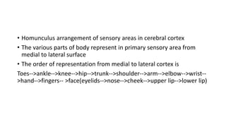 Cerebrum (motor and sensory cortex) + basal ganglia.pptx