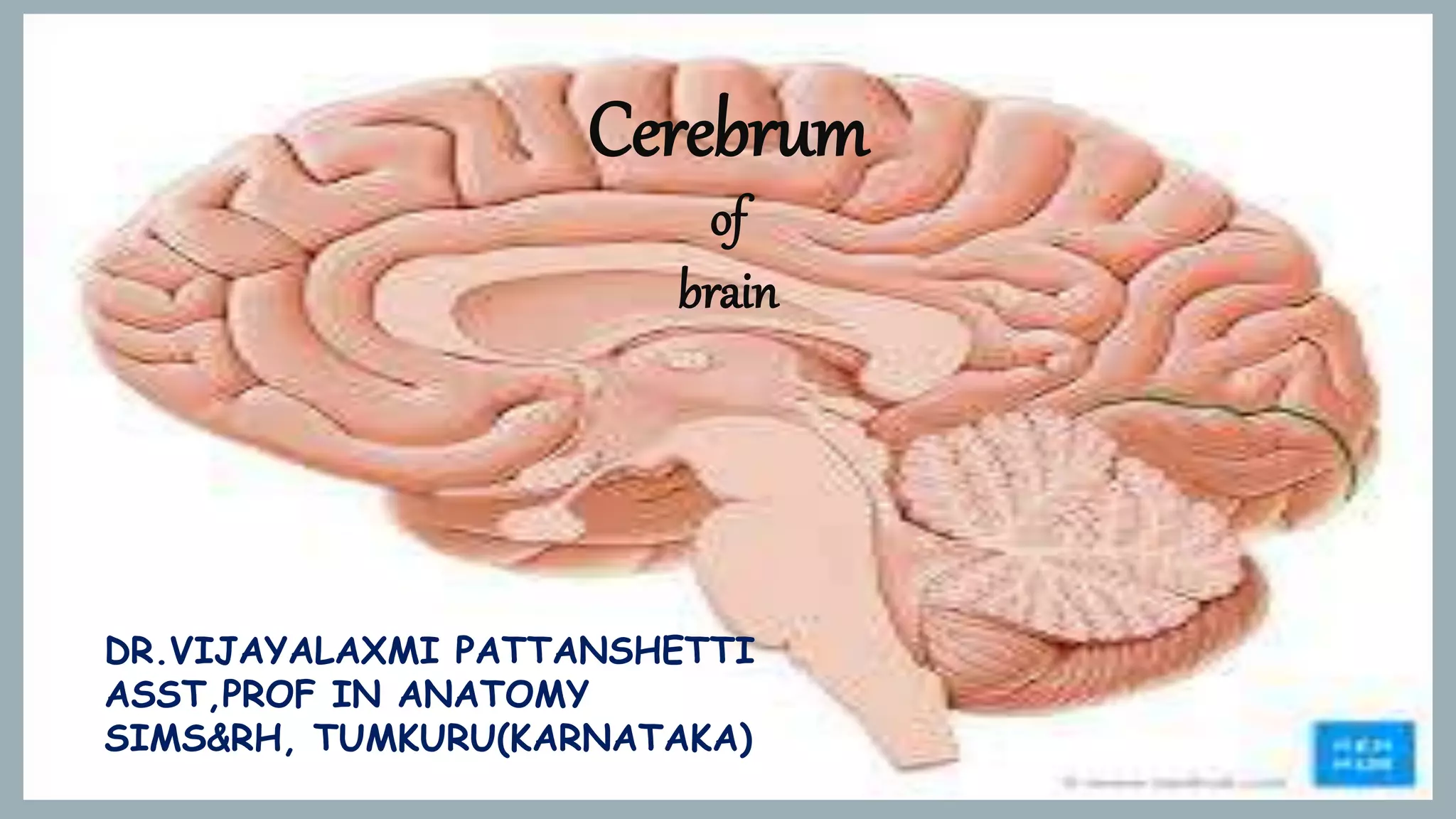 Cerebrum of brain | PPTX | Brain and Nervous System Disorders ...