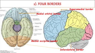 Cerebrum of brain | PPTX | Brain and Nervous System Disorders ...