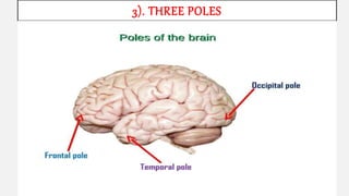 Cerebrum of brain | PPTX