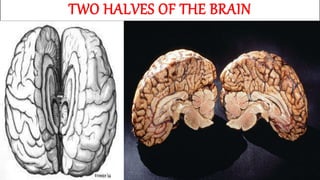 Cerebrum of brain | PPTX | Brain and Nervous System Disorders ...
