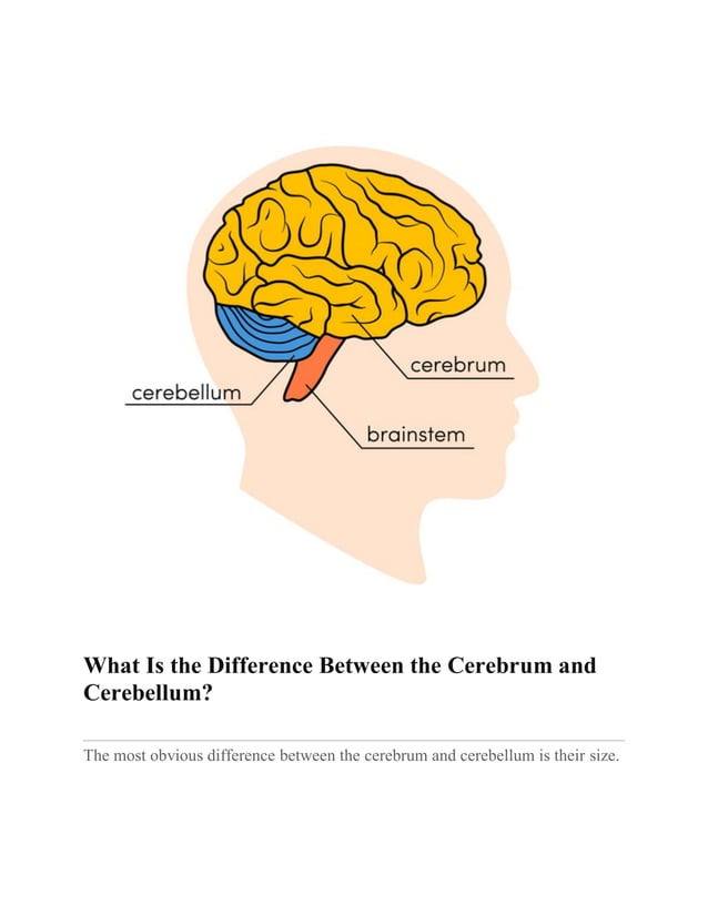 Cerebrum vs cerebellum | PDF | Brain and Nervous System Disorders ...