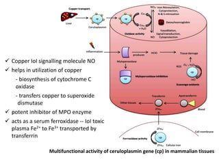 Ceruloplasmin in fish | PDF