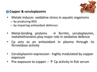 Ceruloplasmin in fish | PDF