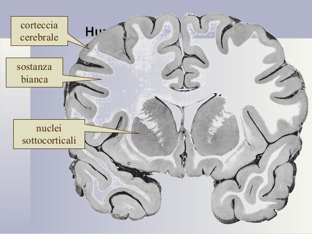 Cervelli sotto il_microscopio n