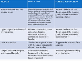 Cervical | PPT