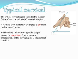 Cervical | PPTX